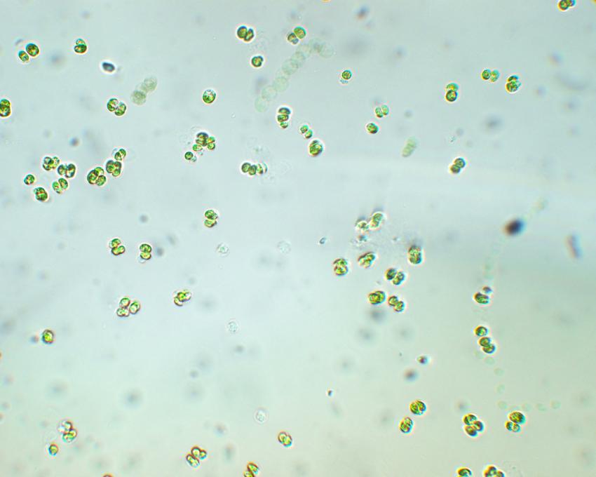 Les microalgues : un défi énergétique ? | LIEGE CREATIVE