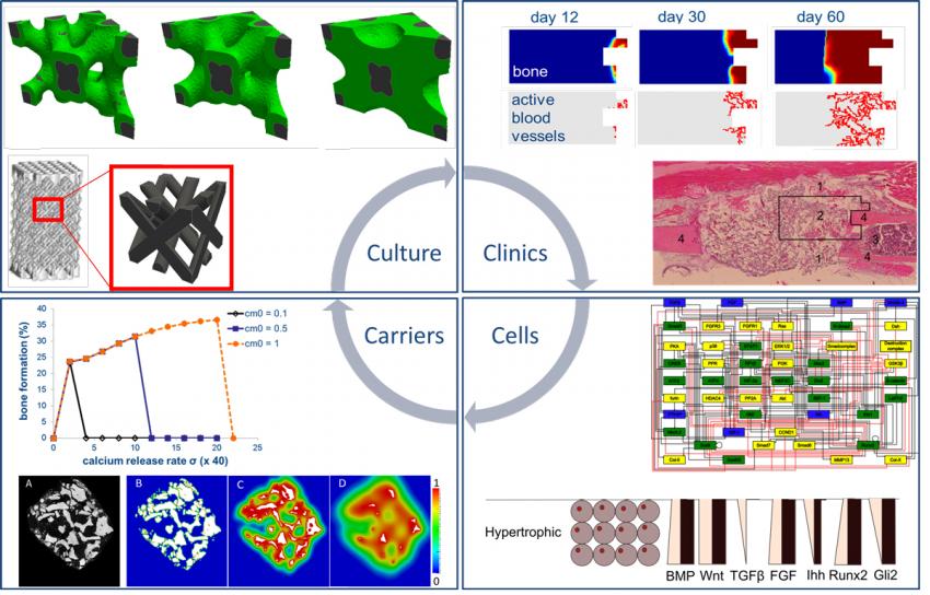 Les atouts de la modélisation numérique : exemples de la médecine ...